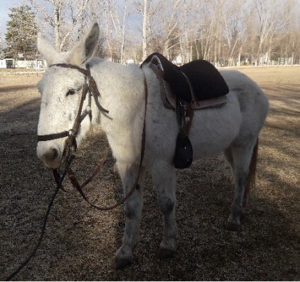 La implementación del ganado mular en la montaña - Infanteria Argentina