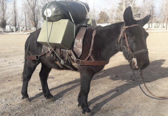 La implementación del ganado mular en la montaña - Infanteria Argentina